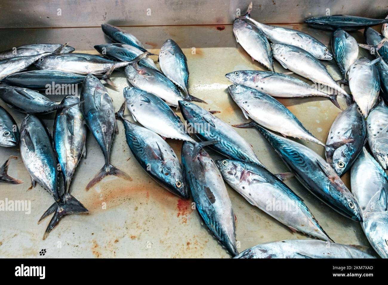 Traditional fish market in Mutrah, Oman. Several types of fish for sale ...