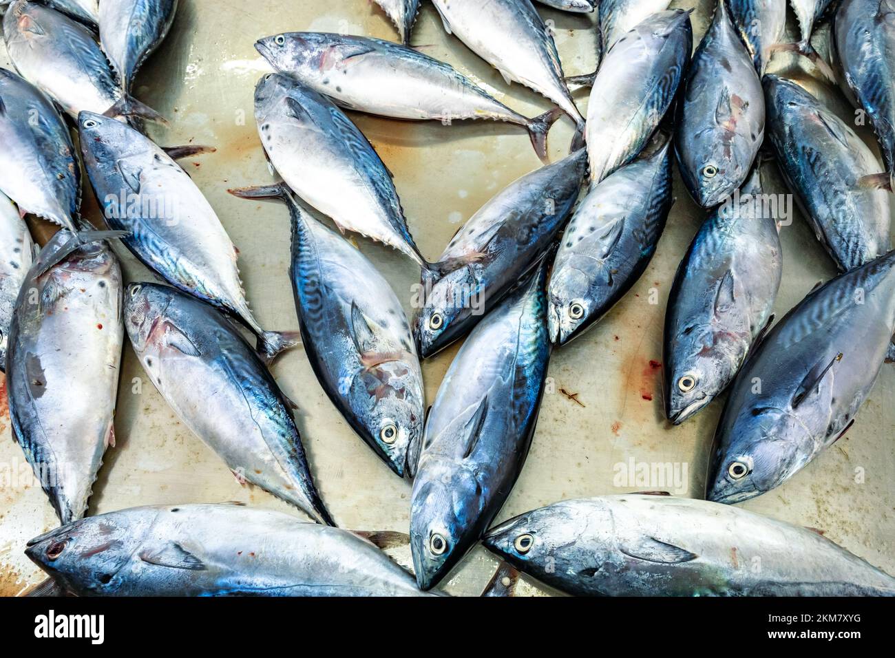Traditional fish market in Mutrah, Oman. Several types of fish for sale ...