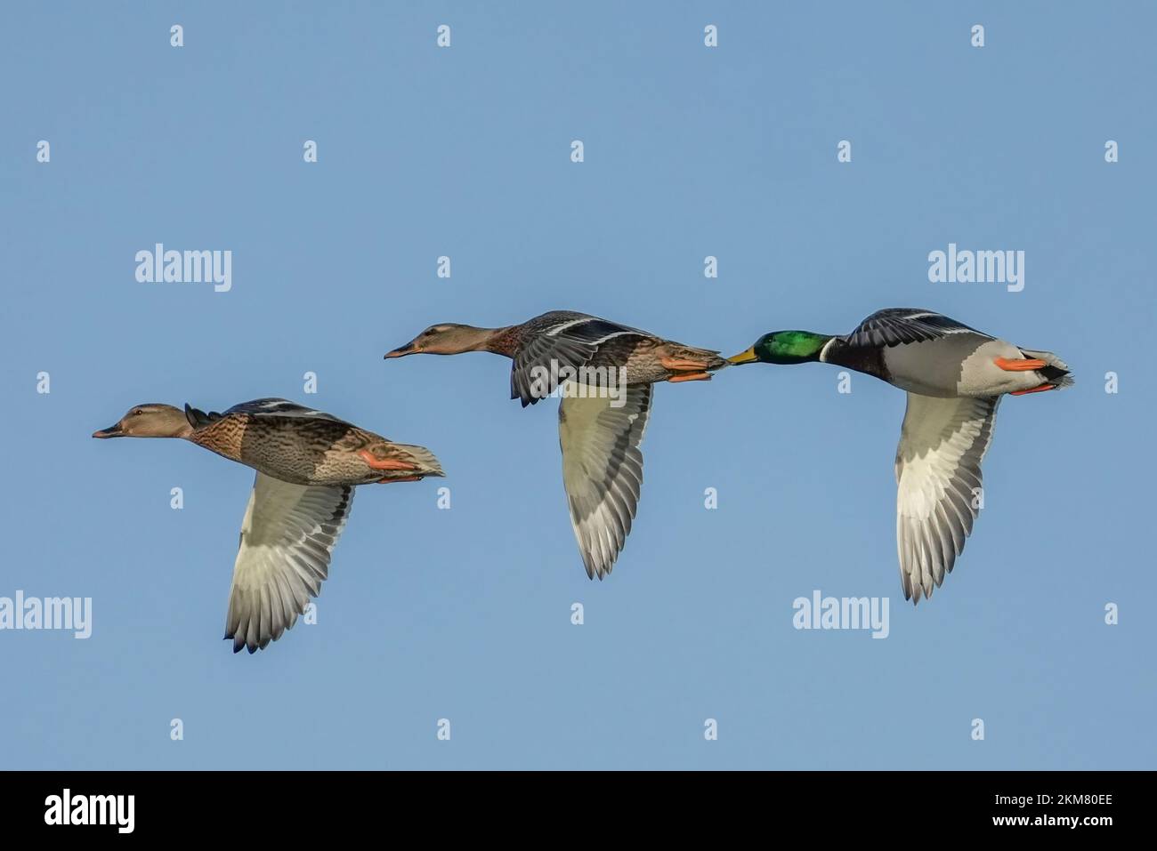 Mallards in Flight Stock Photo - Alamy