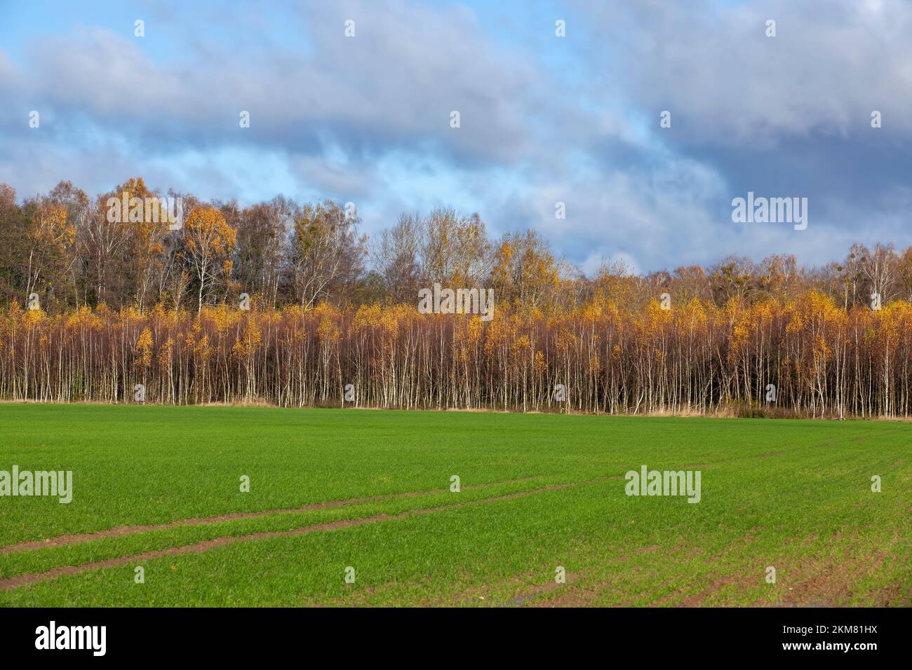 birch trees with orange foliage in the autumn season, sunny weather in ...