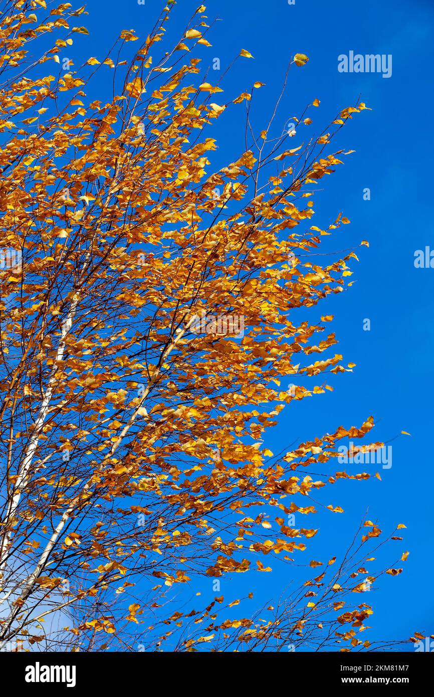 birch trees with orange foliage in the autumn season, sunny weather in ...
