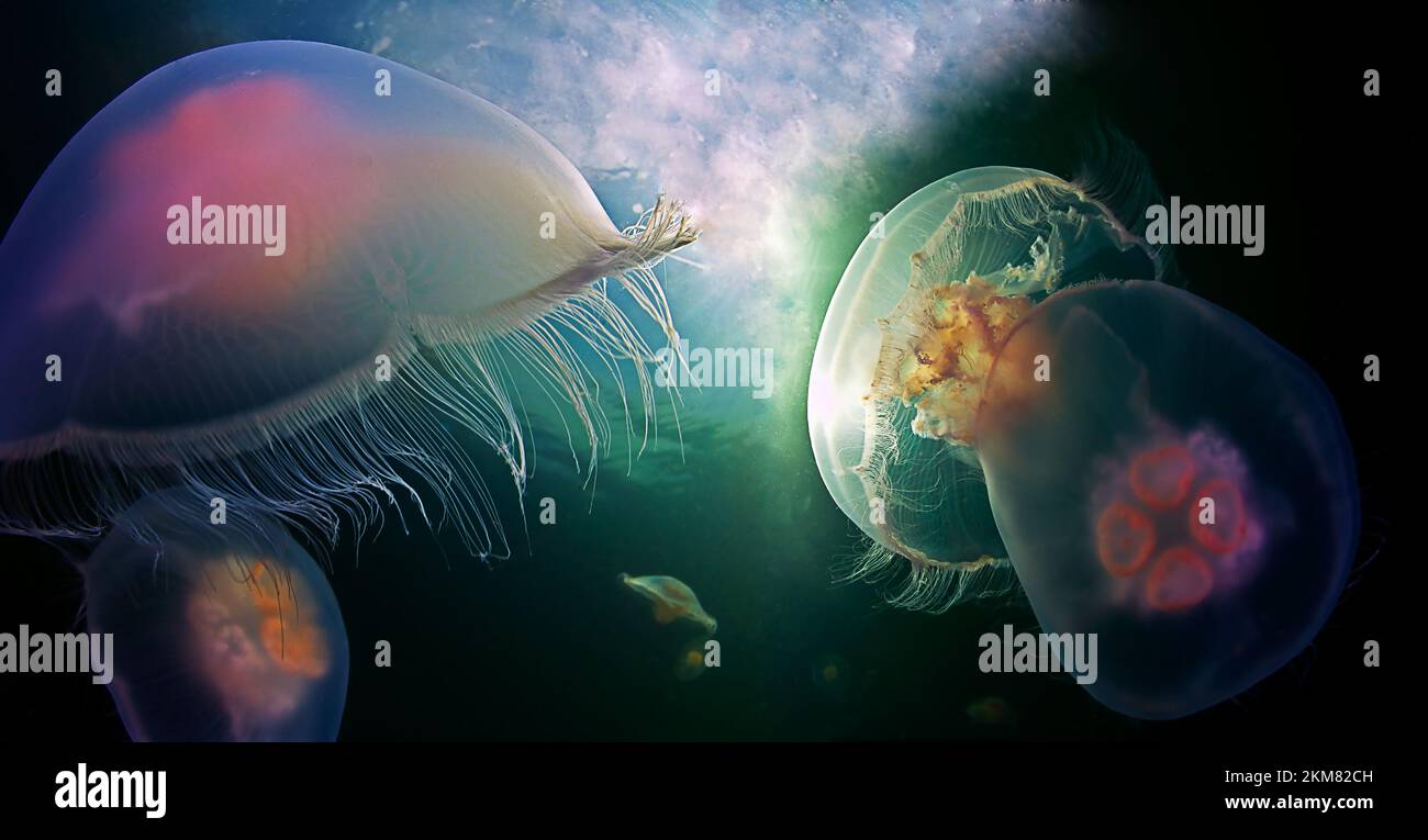 Moon jellyfish, Canada Stock Photo - Alamy