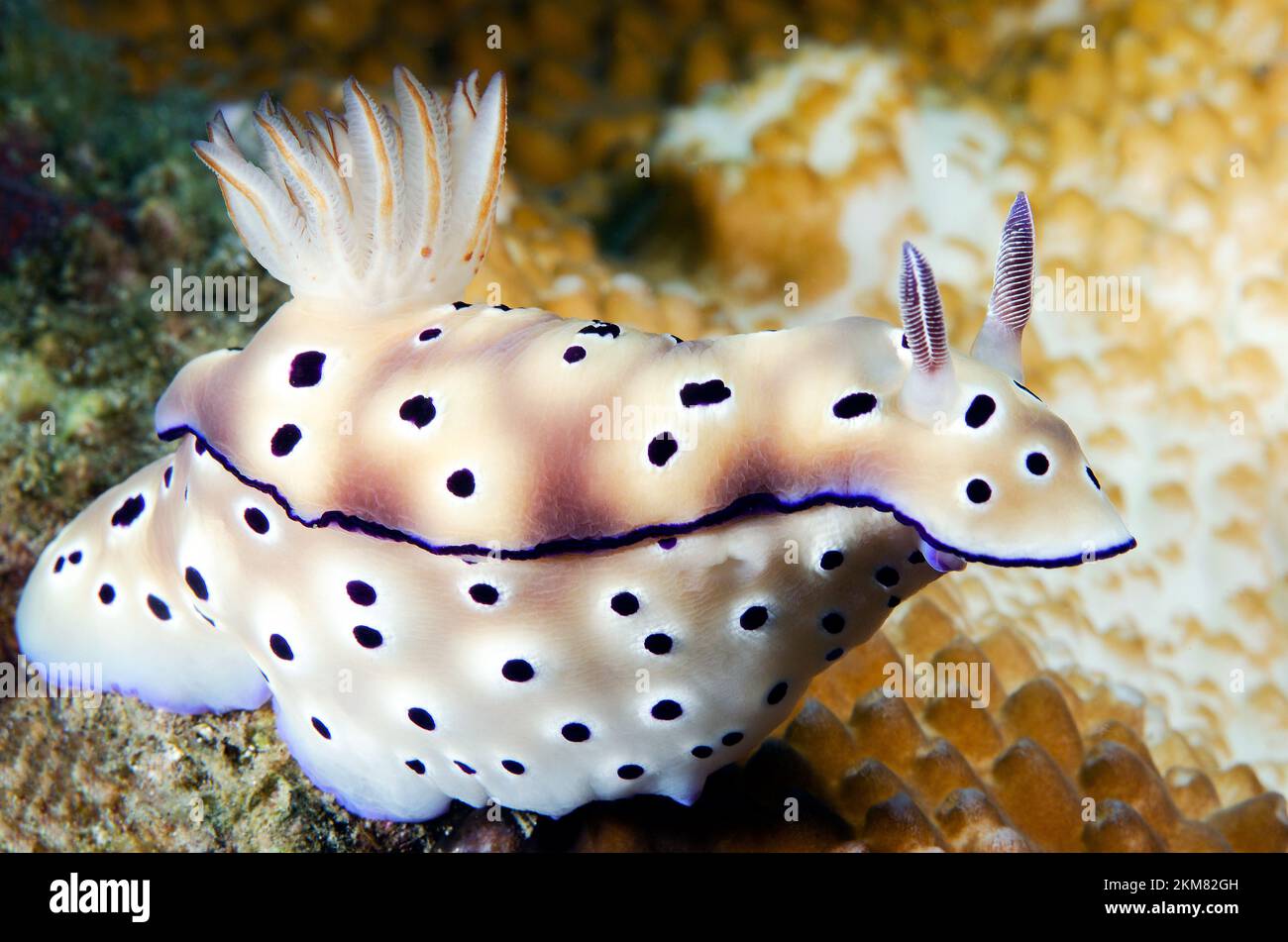 Nudibranch, sea slug Stock Photo - Alamy