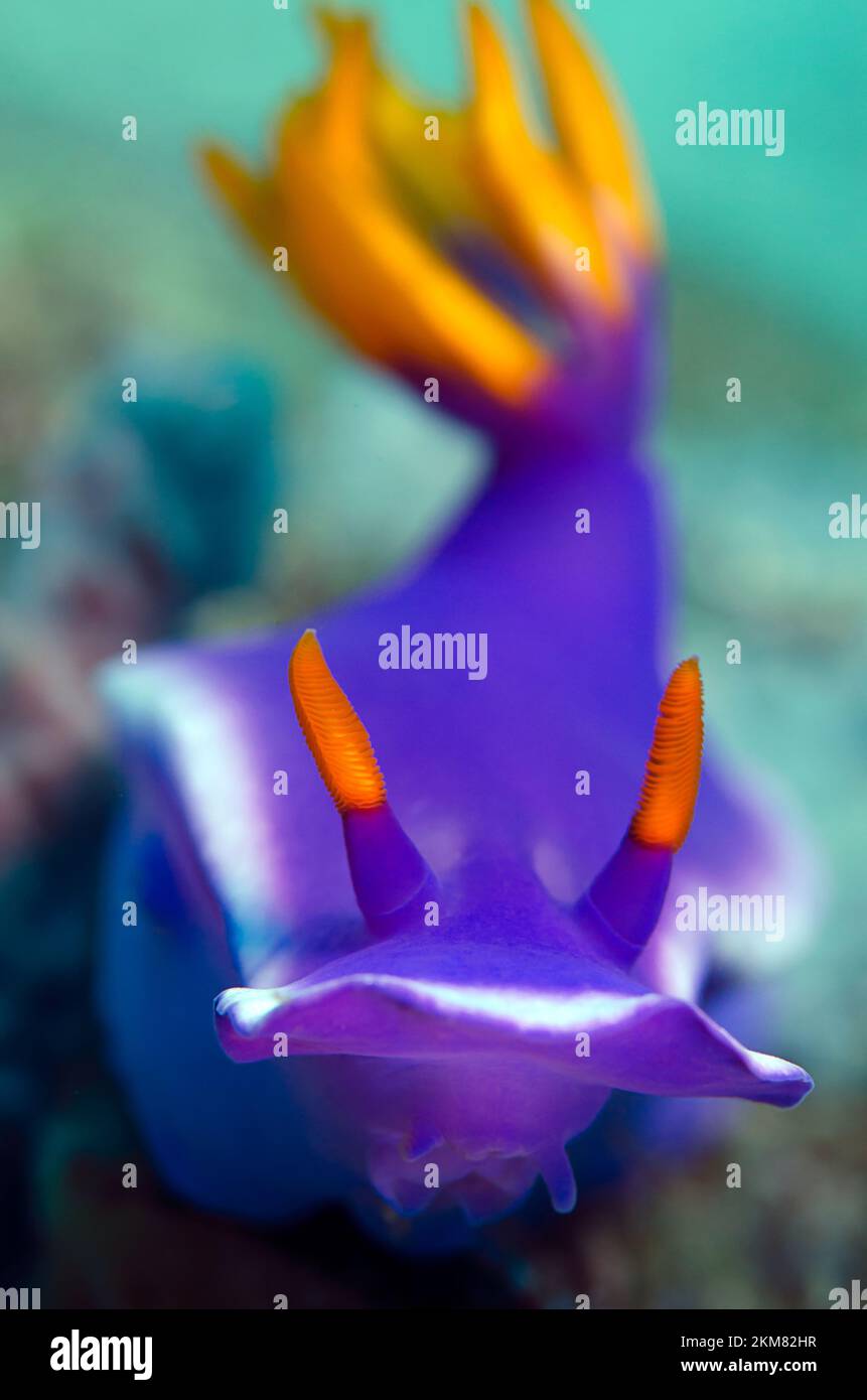 Nudibranch, sea slug Stock Photo - Alamy