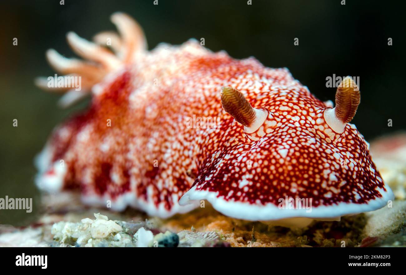 Nudibranch, sea slug Stock Photo - Alamy