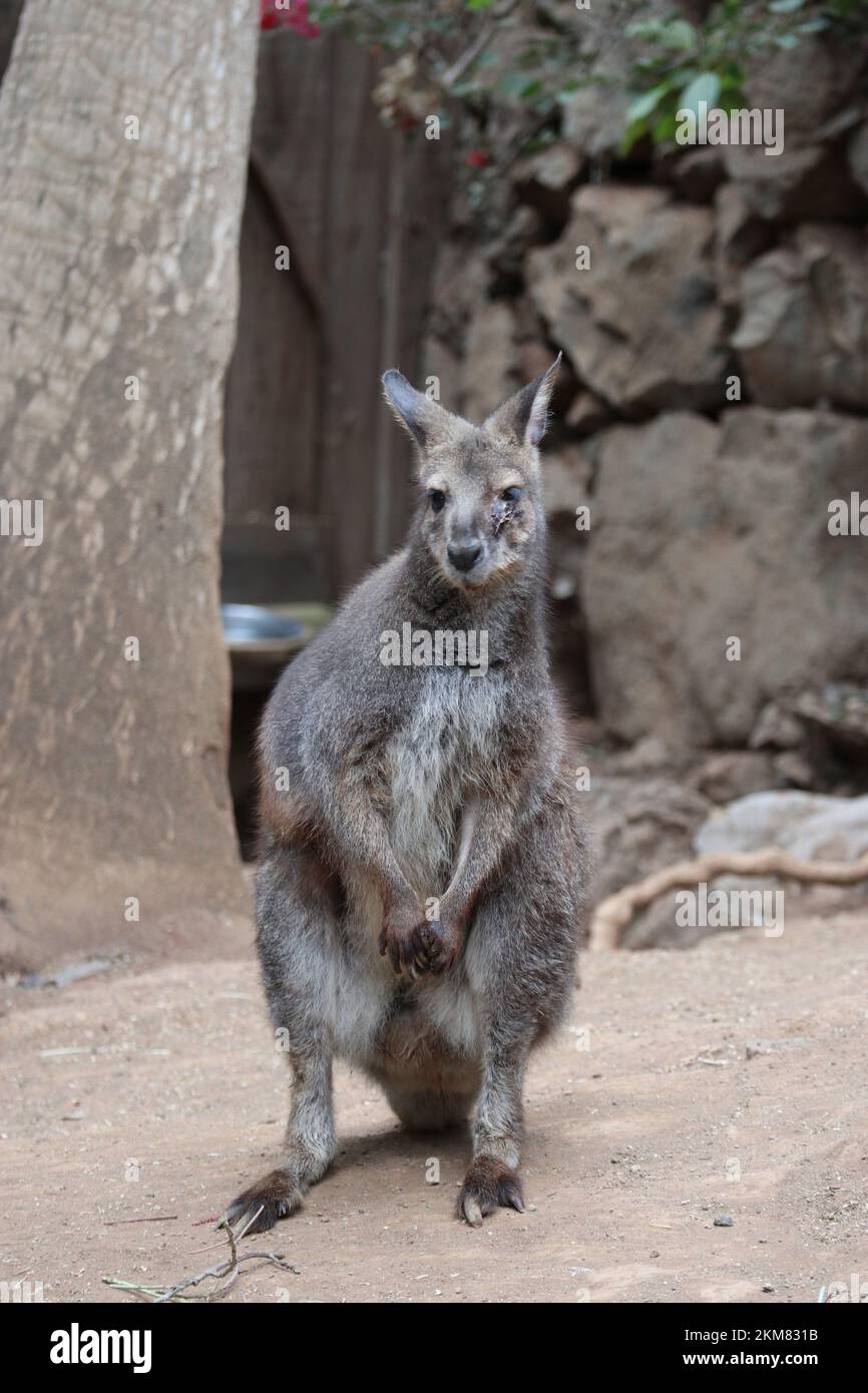 A vertical shot of a Wallaby kangaroo with a damaged eye found in a zoo ...