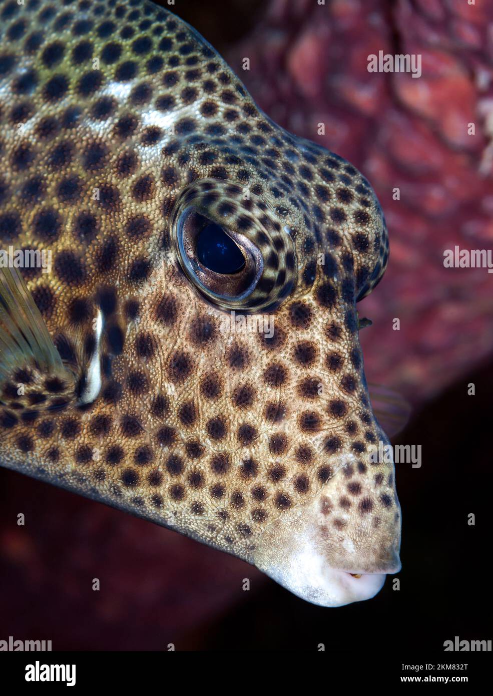 Spotted trunk fish, Bonaire Stock Photo - Alamy