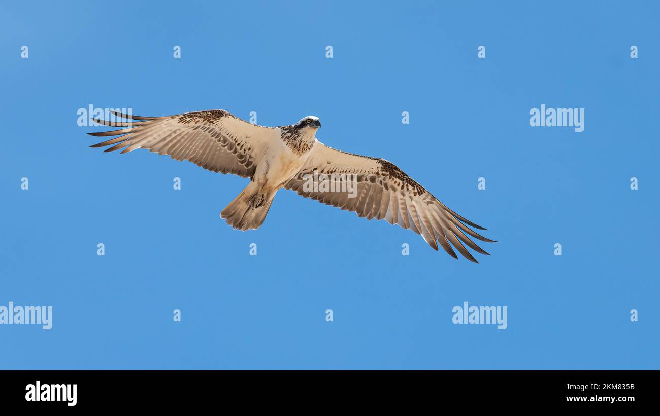 Eastern osprey australia hi-res stock photography and images - Alamy