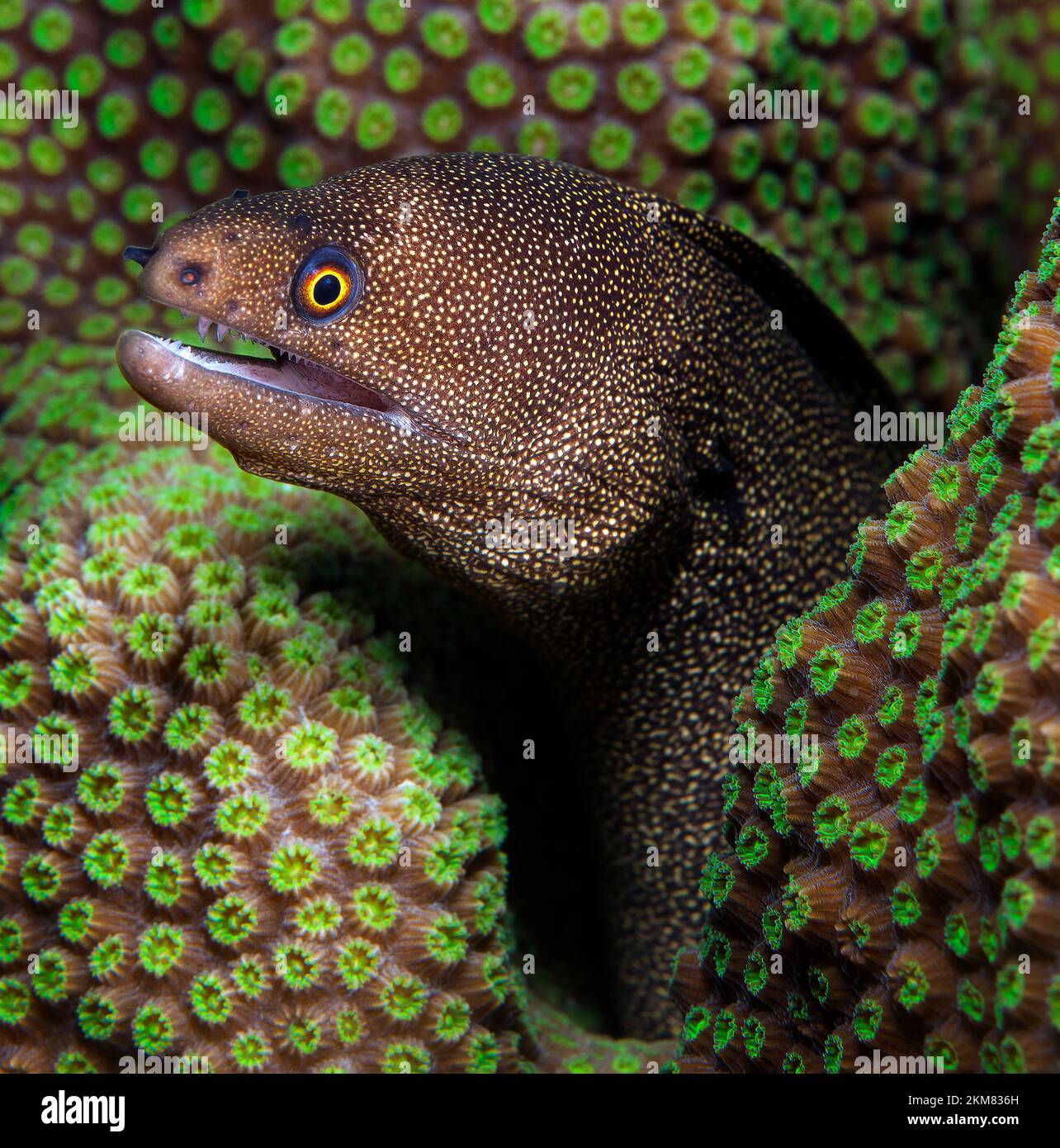 Spotted morey eel Stock Photo - Alamy