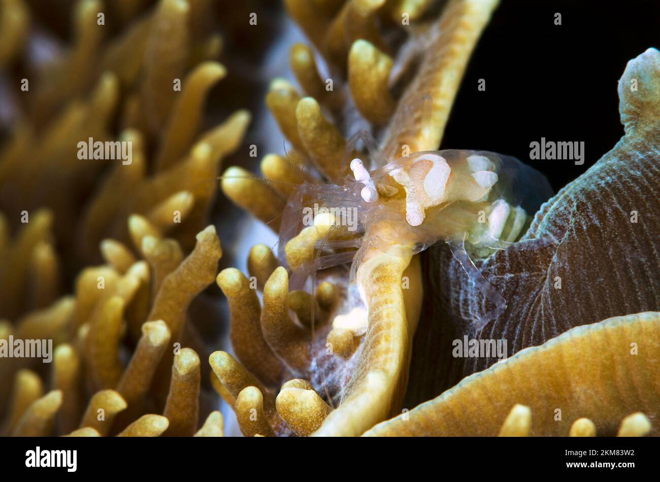 Anemone philippines hi-res stock photography and images - Alamy