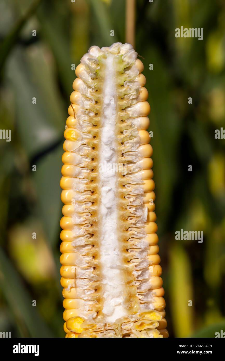 unripe young corn with yellow seeds cut into pieces, corn in the field ...