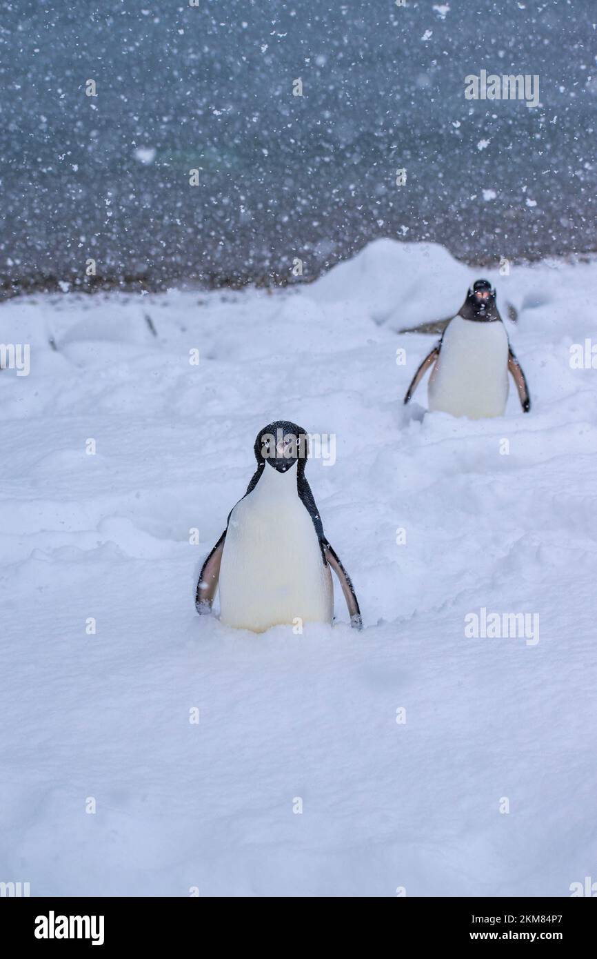 Adélie and Gentoo penguins are making their way through the snowy ...