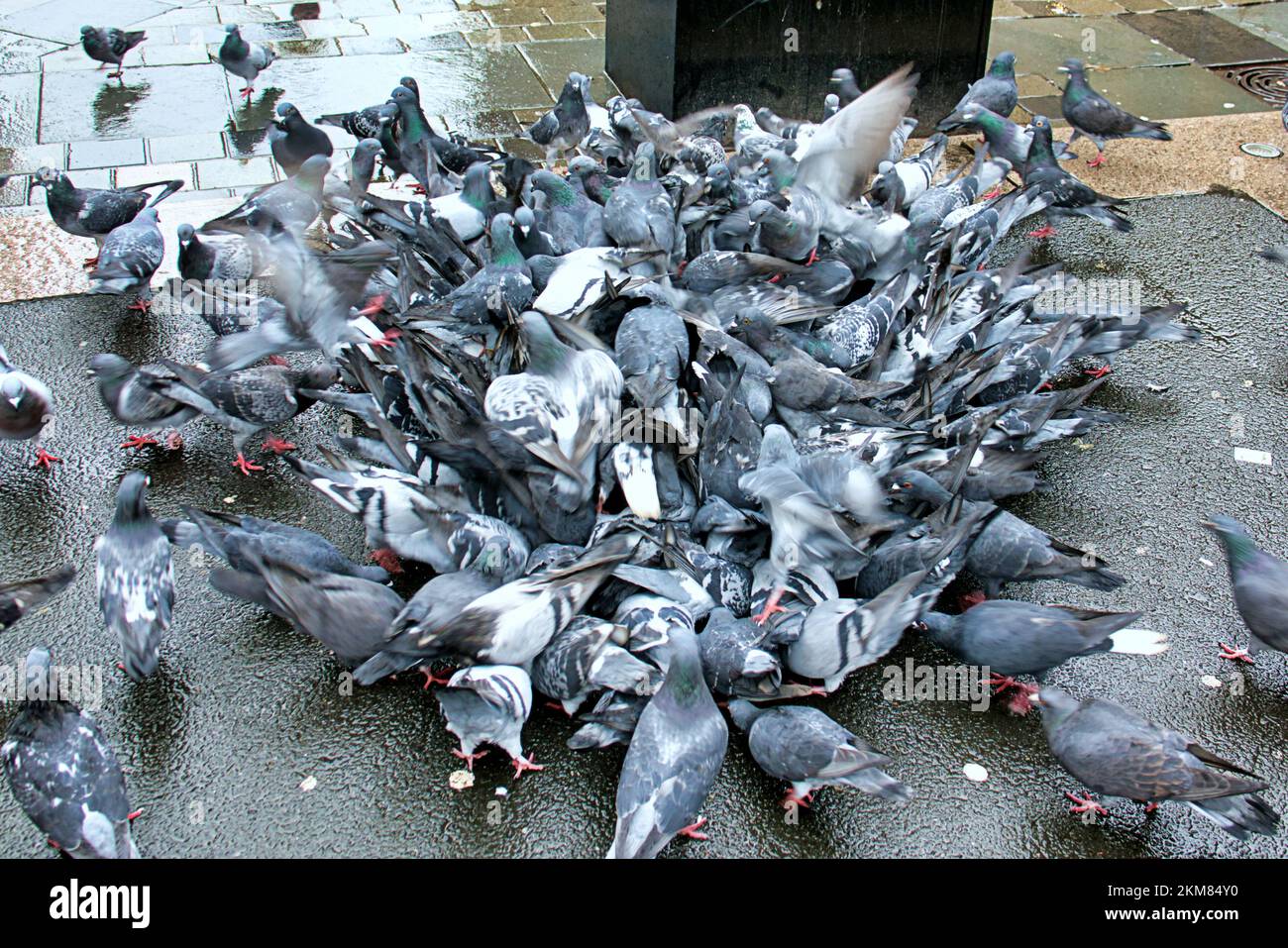 Glasgow, Scotland, UK 26th November, 2022. UK Weather :Pigeons feeding ...