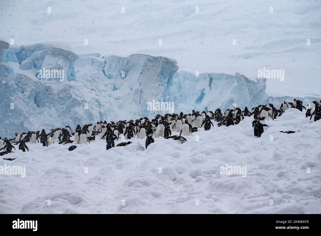 A waddle, or group, of Gentoo Penguins at Neko Harbor, Antarctic ...