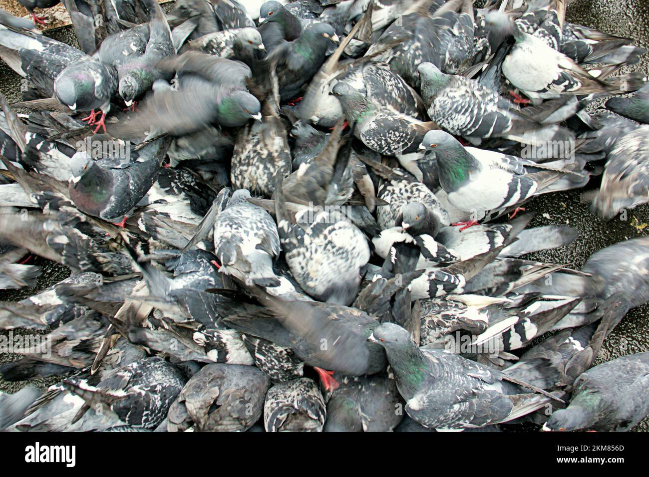 Pigeon pigeons hi-res stock photography and images - Alamy