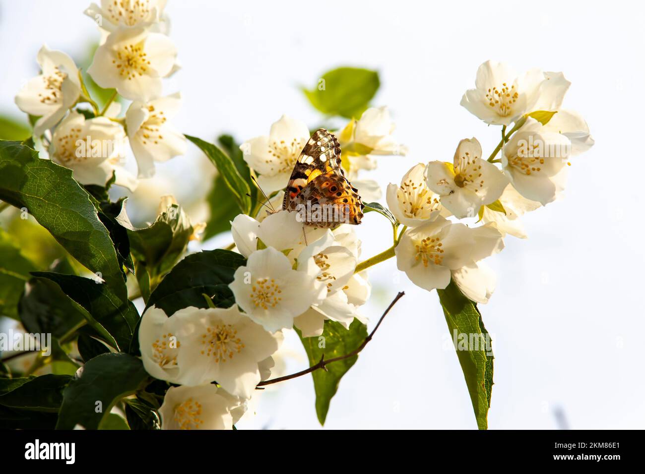 a beautiful butterfly sits on the old flowers and leaves of a jasmine ...