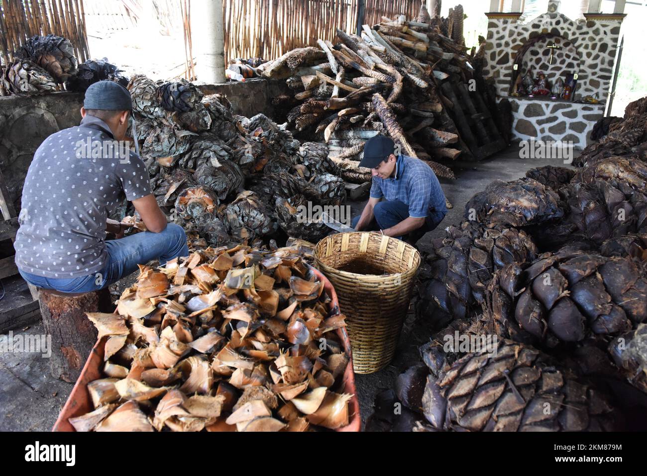 Workers chopping roasted agave hearts in an artisanal mezcal factory ...