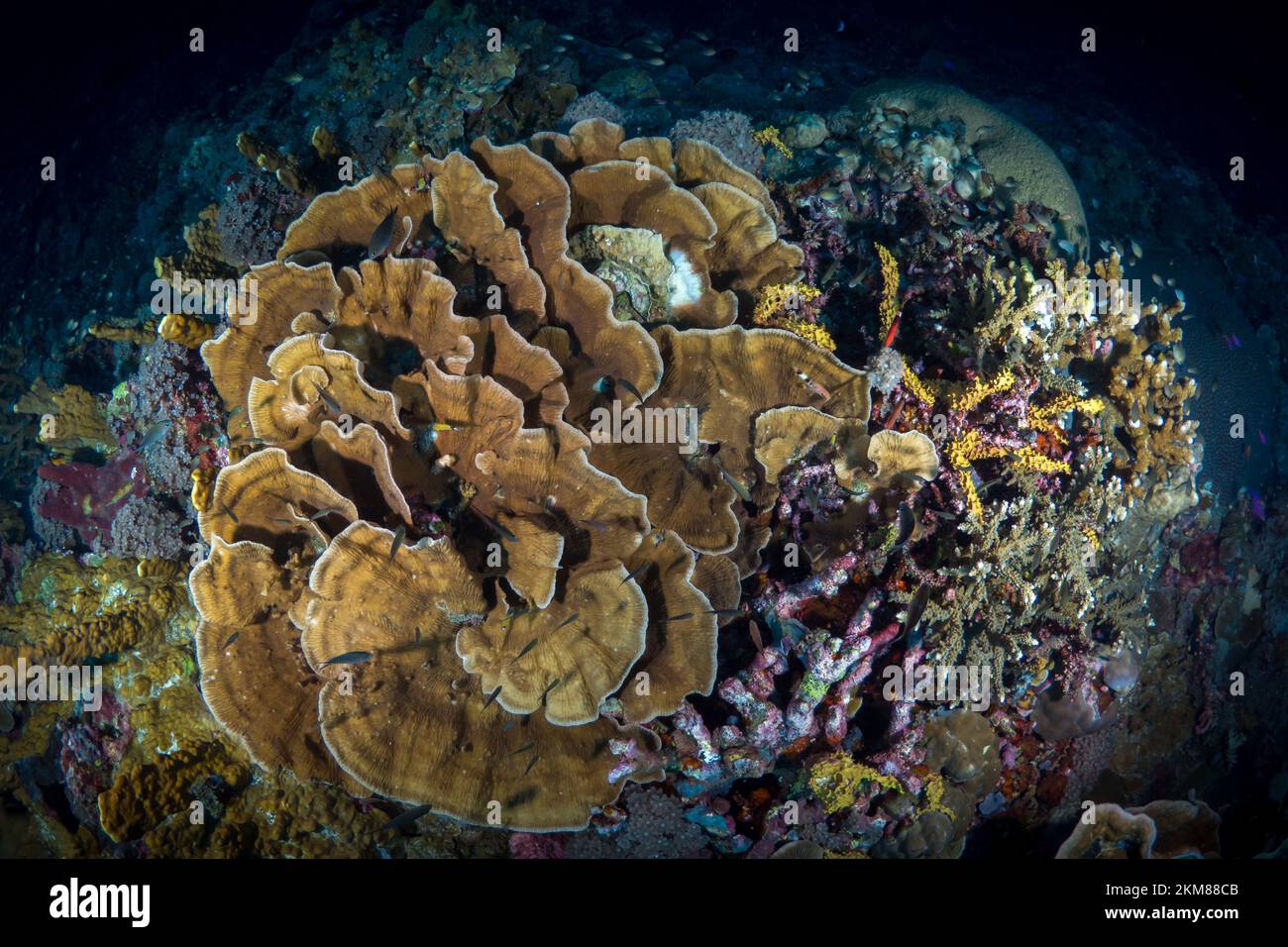 Super healthy hard coral reef in the Indo Pacific, busting with ...