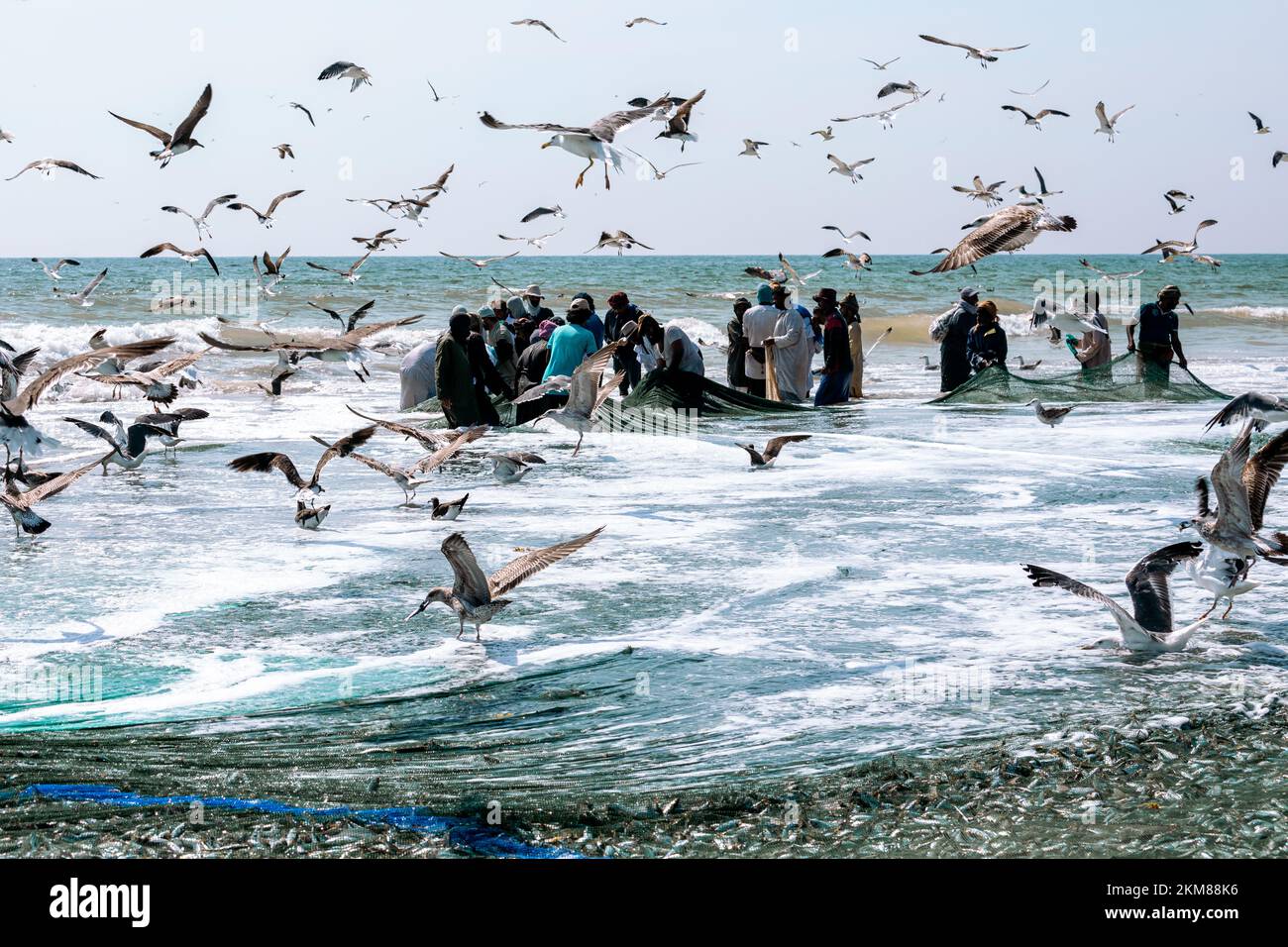 Fishermen catching sardines from Salalah beach. A big net full of ...