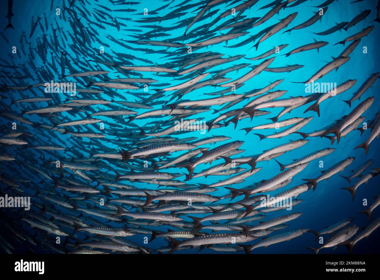 Schooling barracuda swimming above coral reef Stock Photo - Alamy
