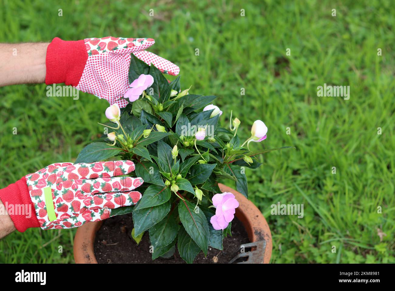 Gardener working outdoors. Close up photo of hands in funny red gloves ...