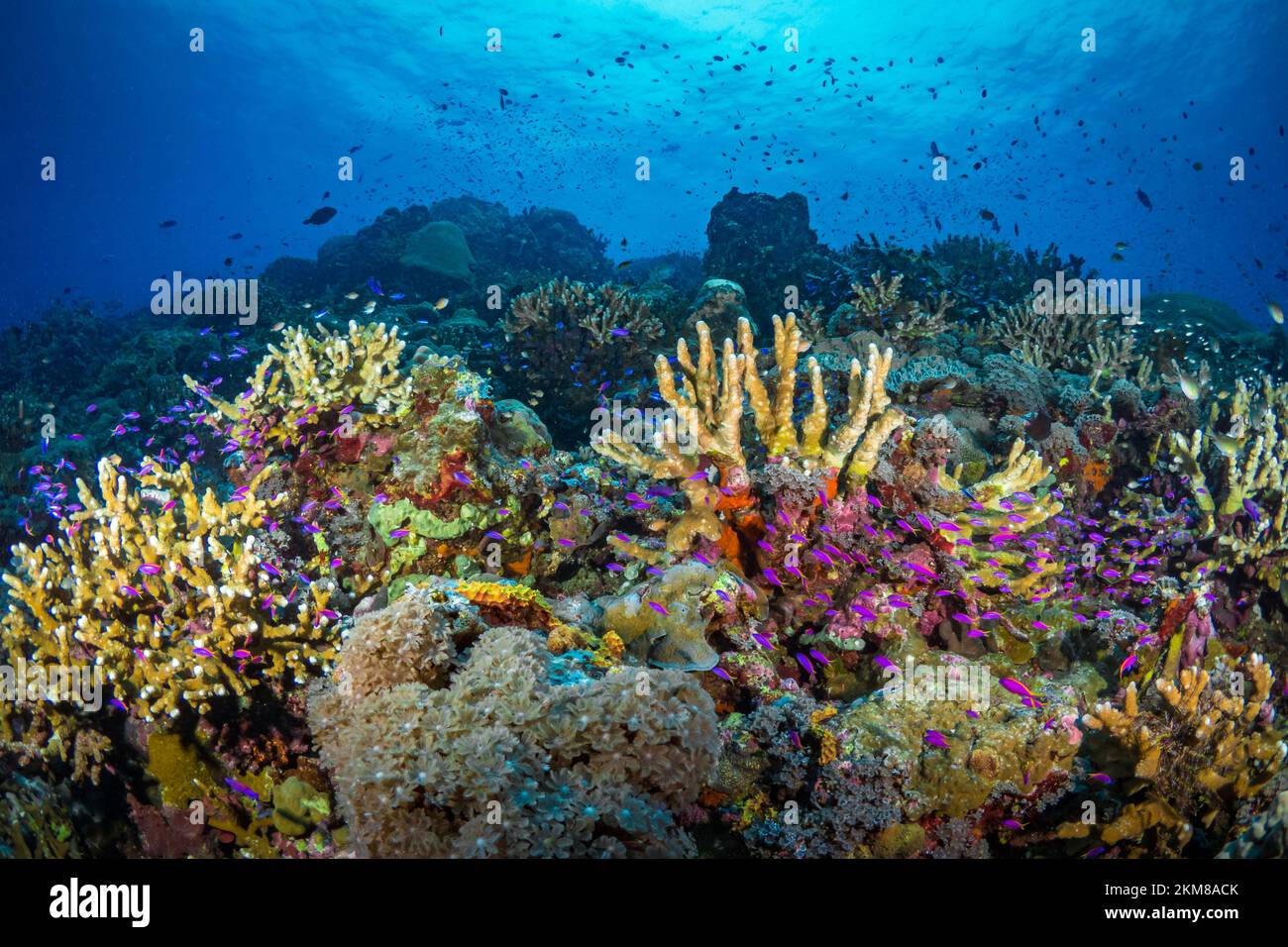 Super healthy hard coral reef in the Indo Pacific, busting with ...