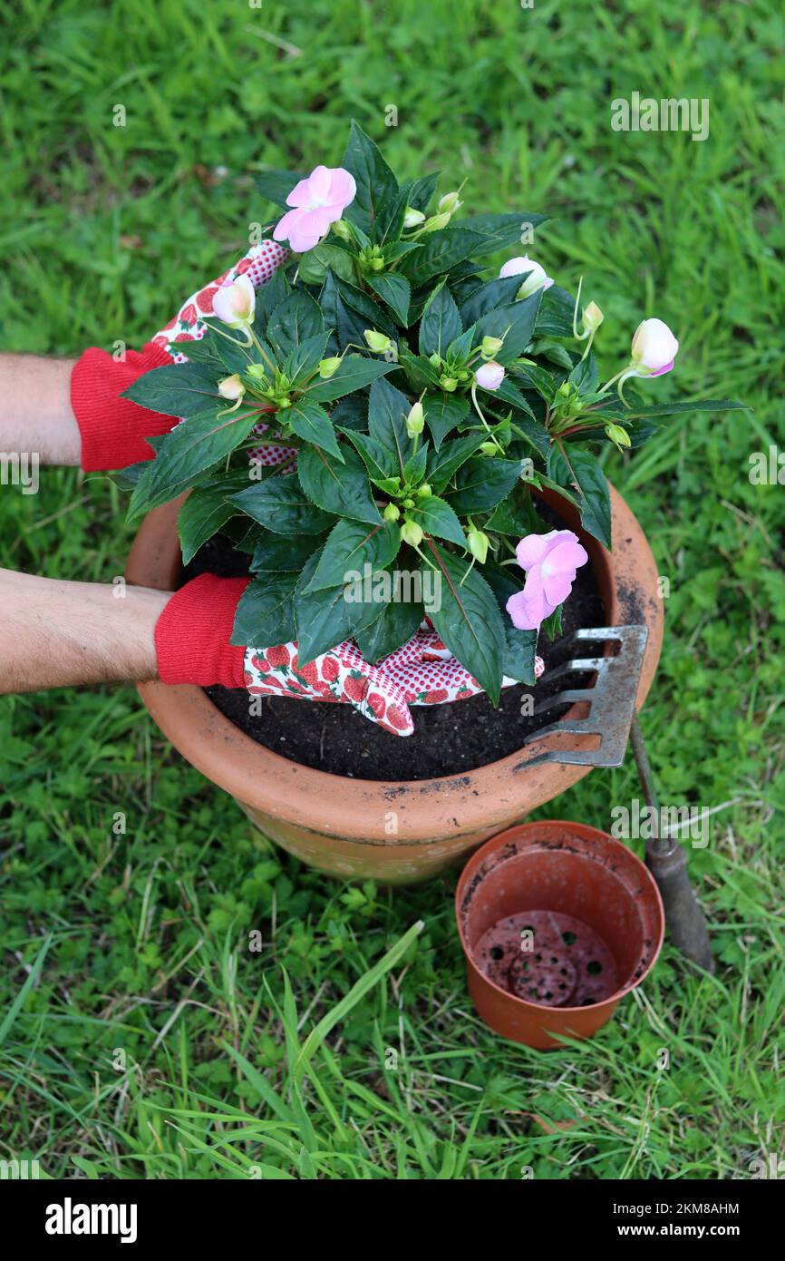 Gardener working outdoors. Close up photo of hands in funny red gloves ...