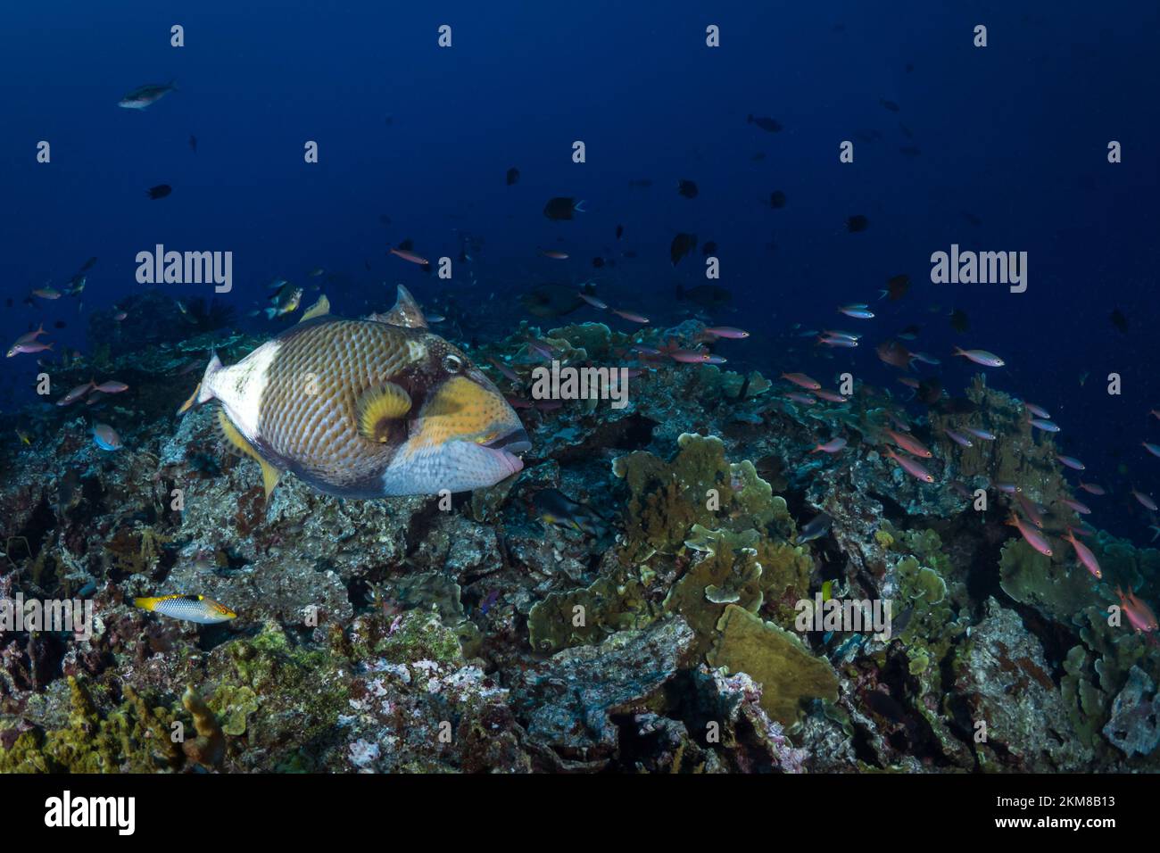 Beautiful colorful triggerfish swimming above healthy coral reef in the ...