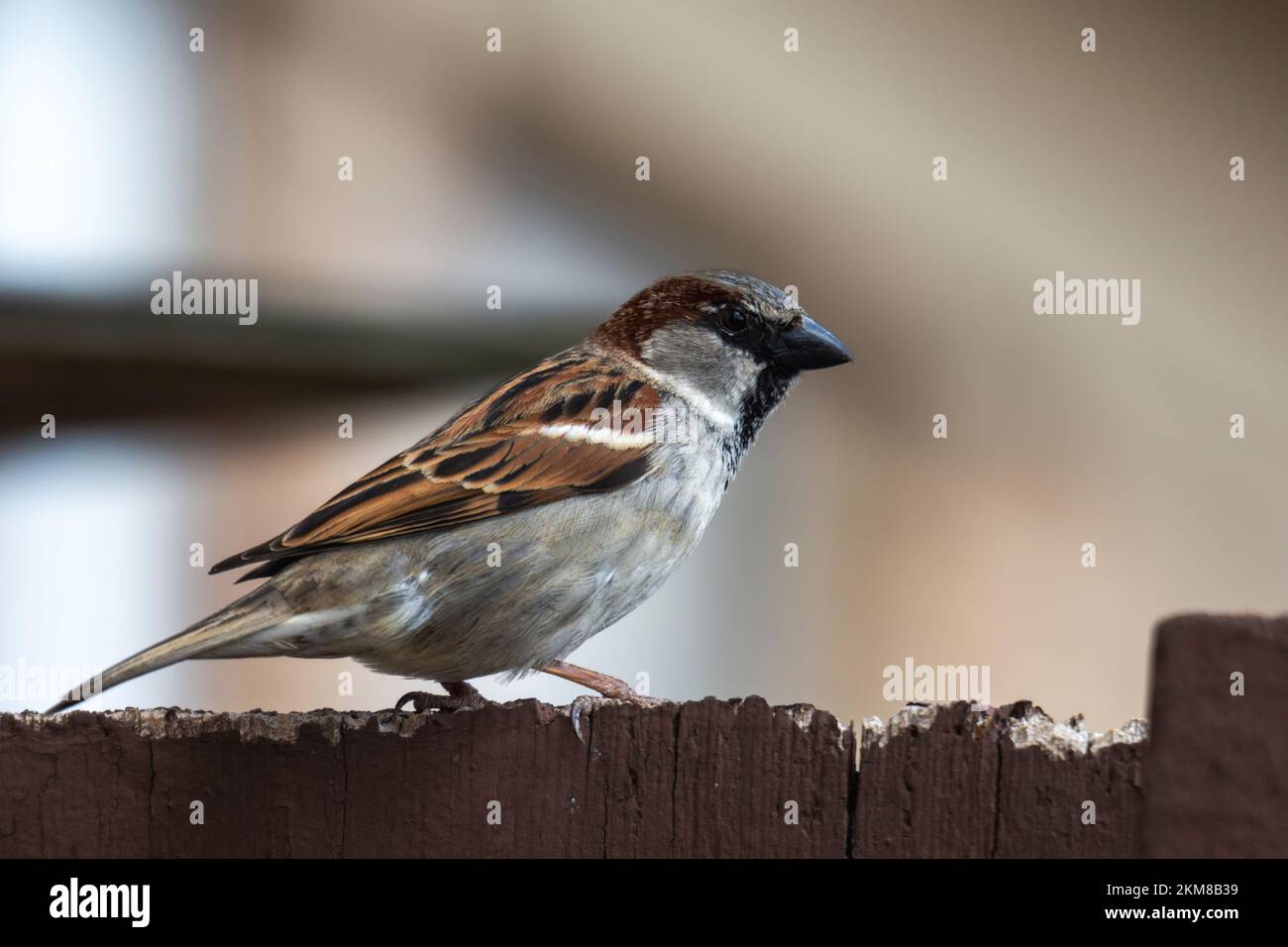 A male house sparrow perches on a brown fence Stock Photo - Alamy