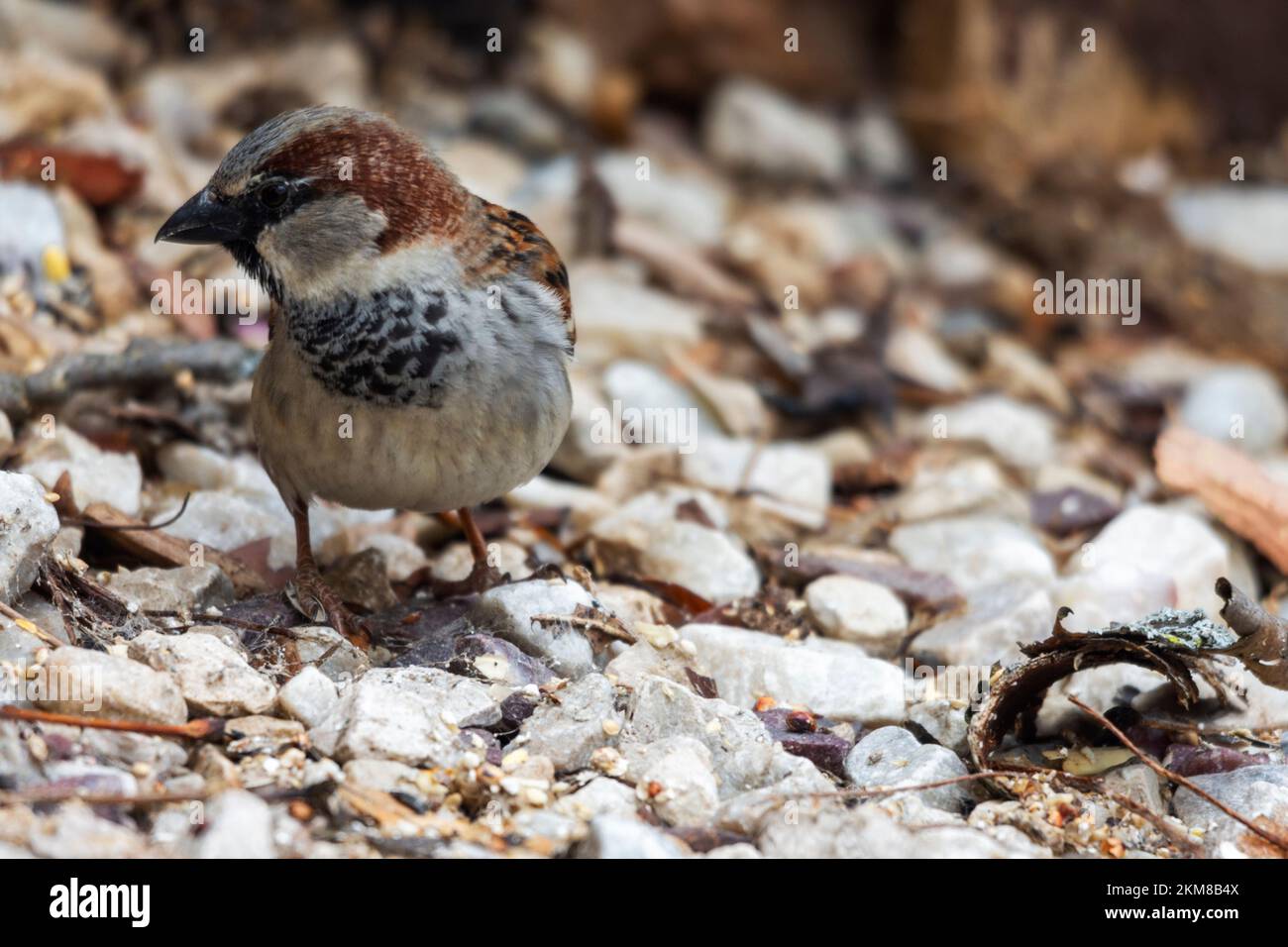 House sparrow passer domesticus couple hi-res stock photography and ...