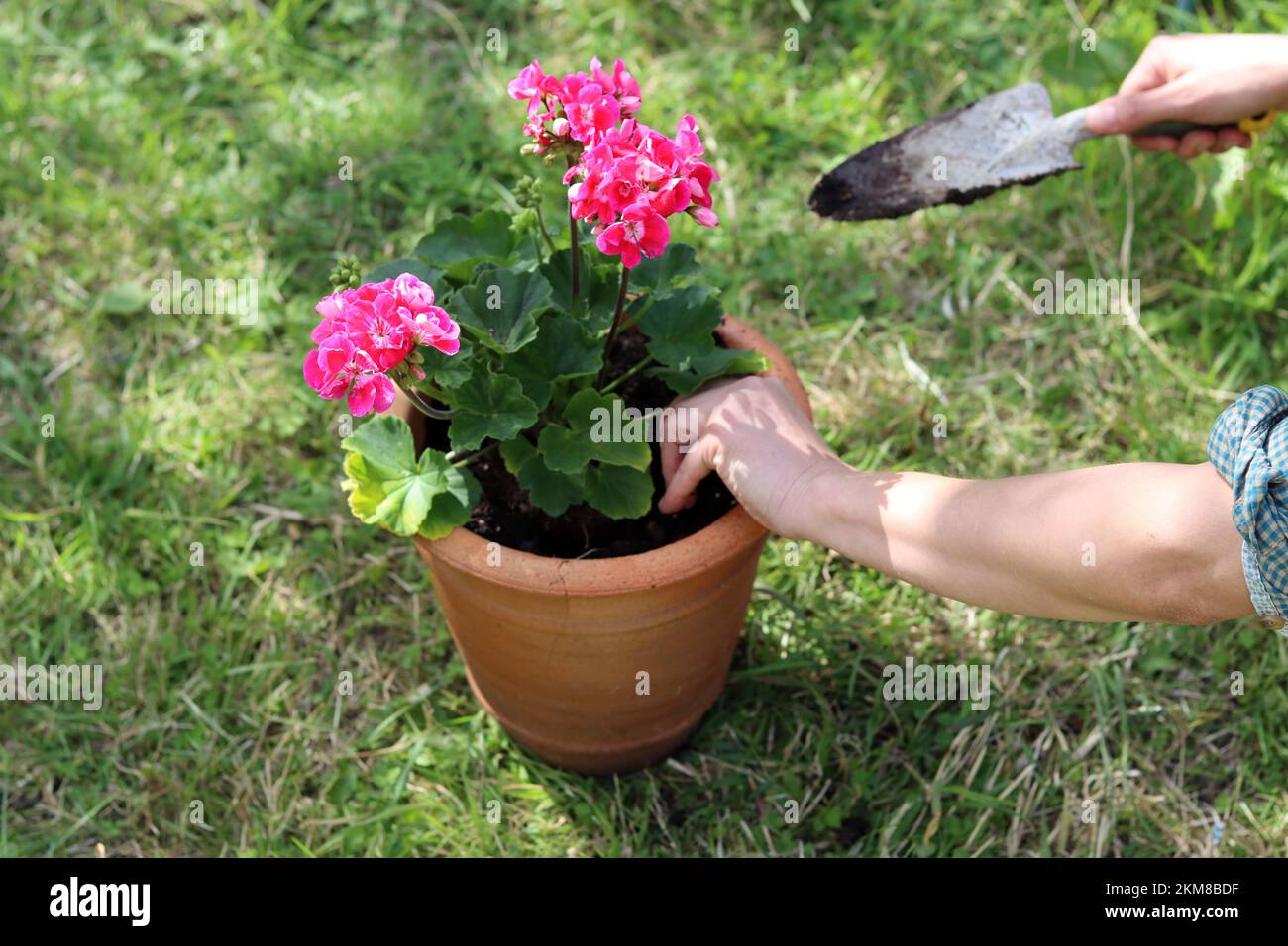 Geranium plant in a pot. Close up photo of female gardener hands ...