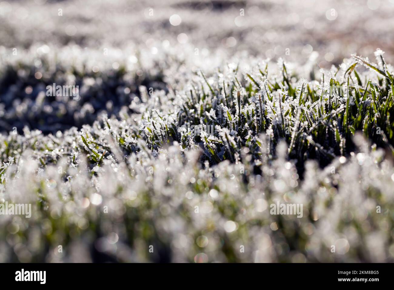 grass covered with ice and frost in the winter season, grass freezes ...