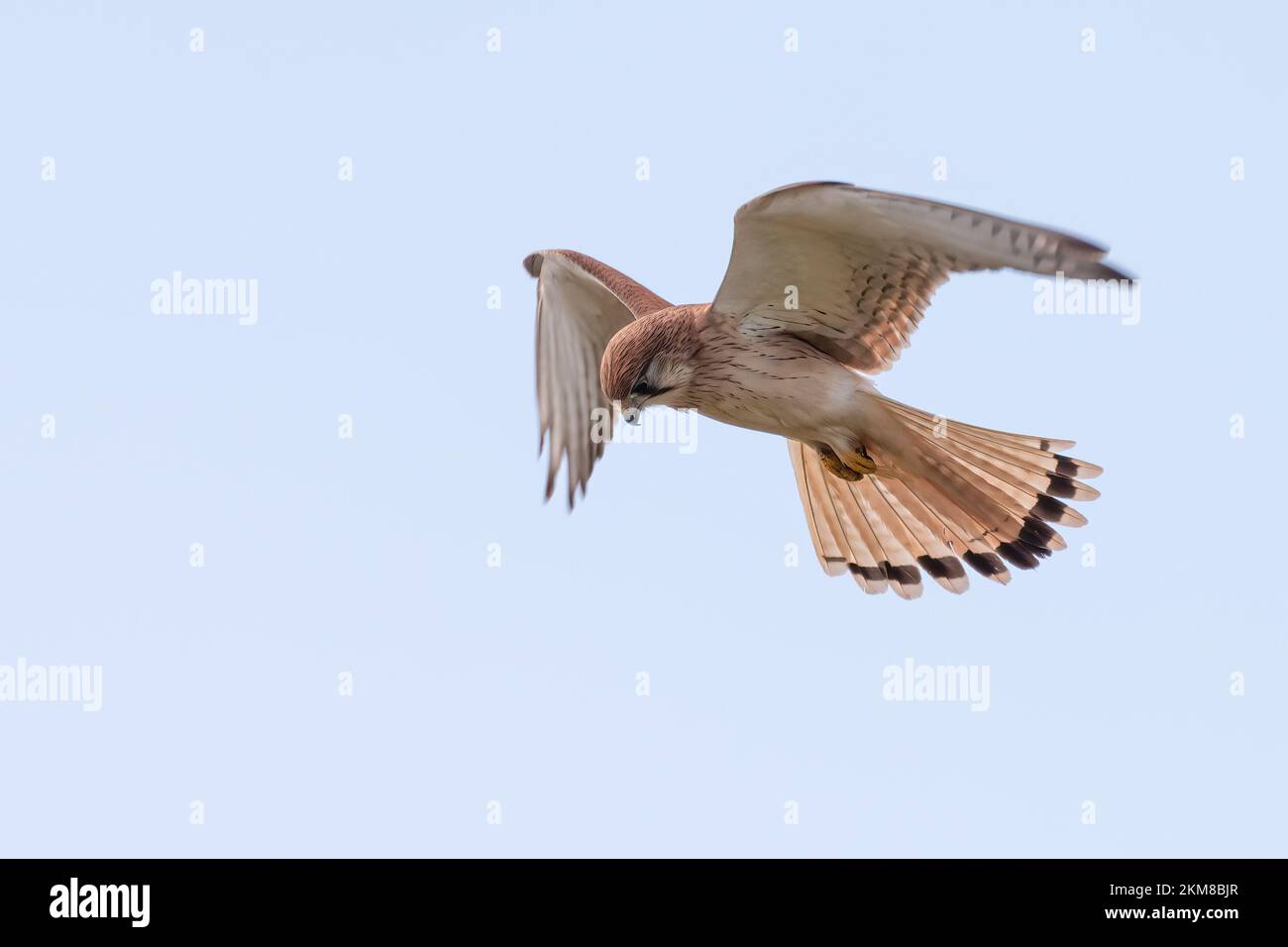 Nankeen kestrel (Falco cenchroides) hovering on the NSW coast ...