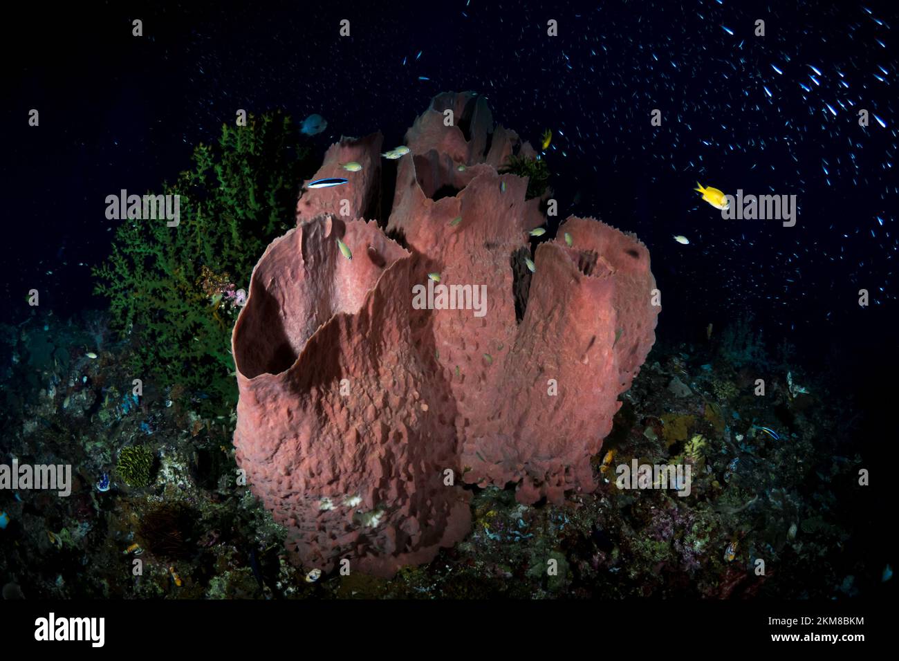 Large sea sponge growing on healthy coral reef Stock Photo - Alamy