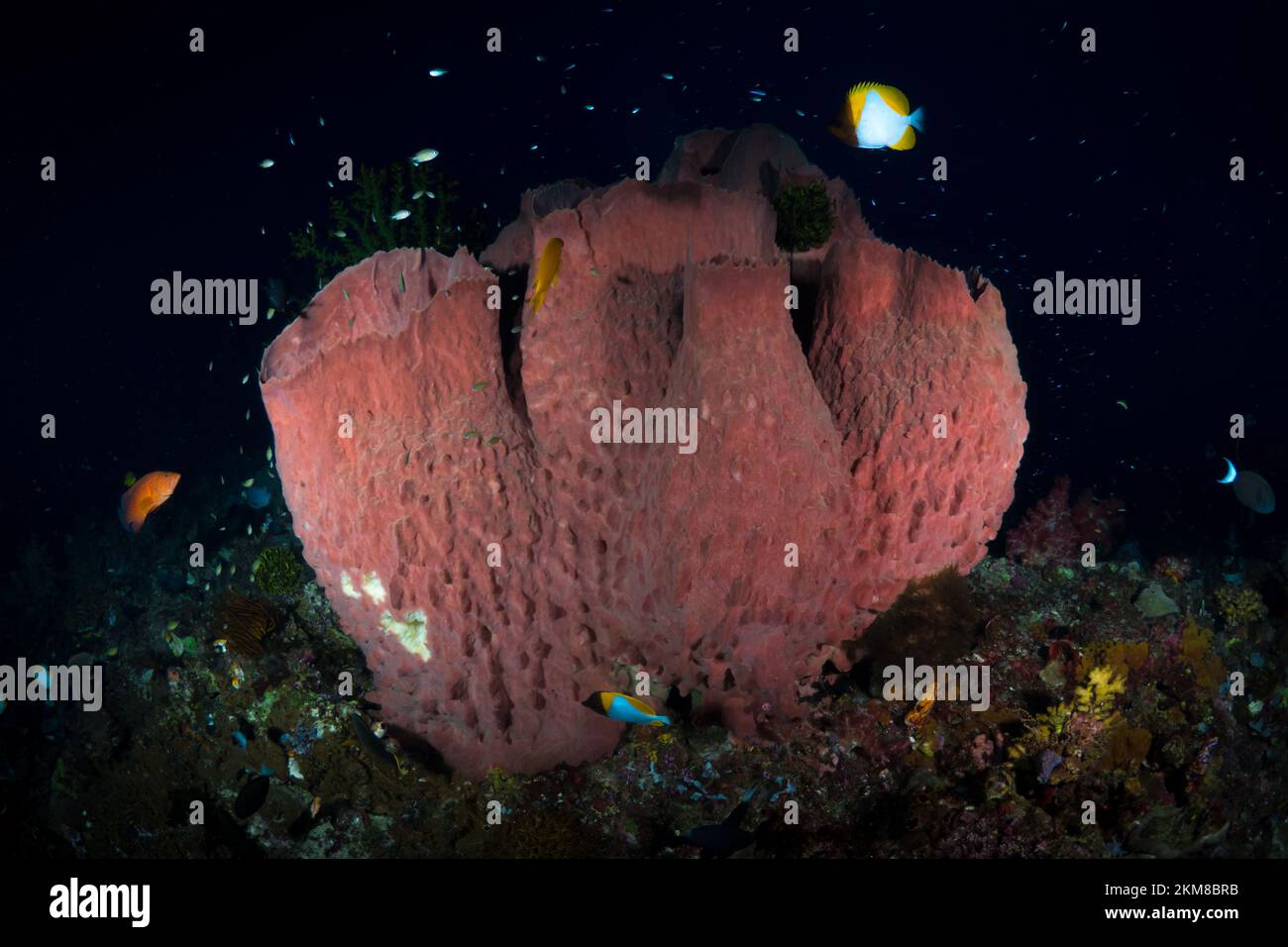 Large sea sponge growing on healthy coral reef Stock Photo - Alamy