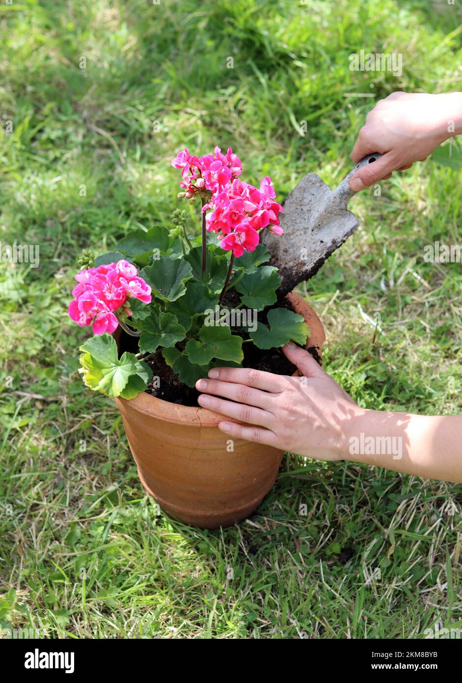 Geranium plant in a pot. Close up photo of female gardener hands ...