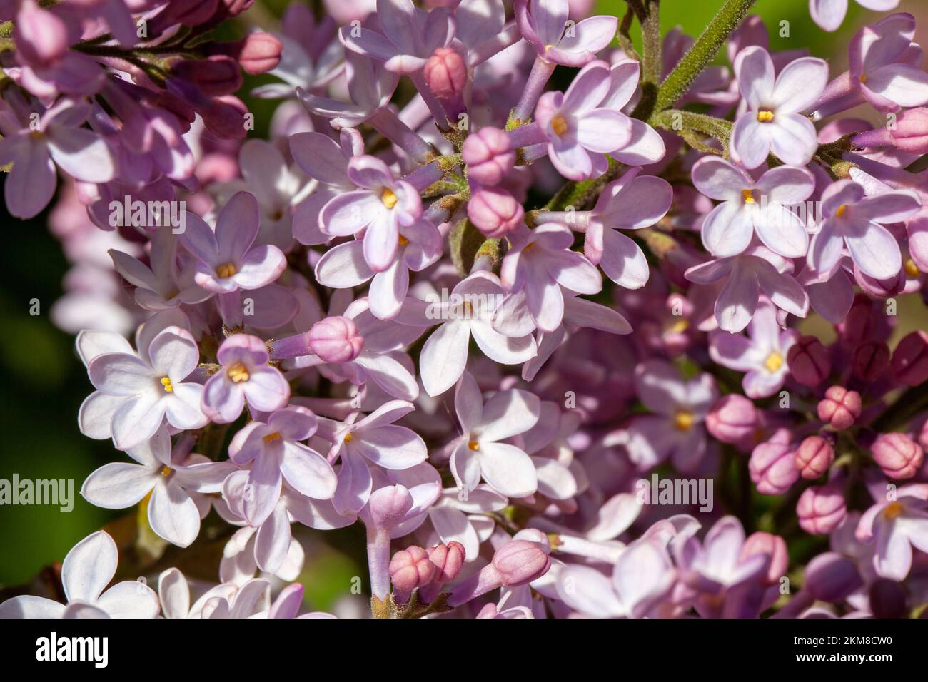 old blooming lilac flowers in the spring season, old purple lilac ...
