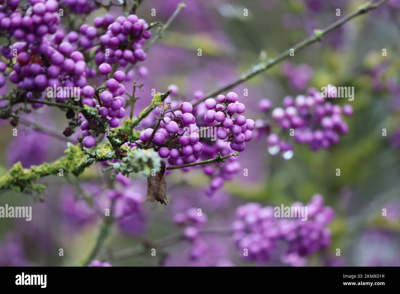 Love pearl bush with Water drops Stock Photo - Alamy