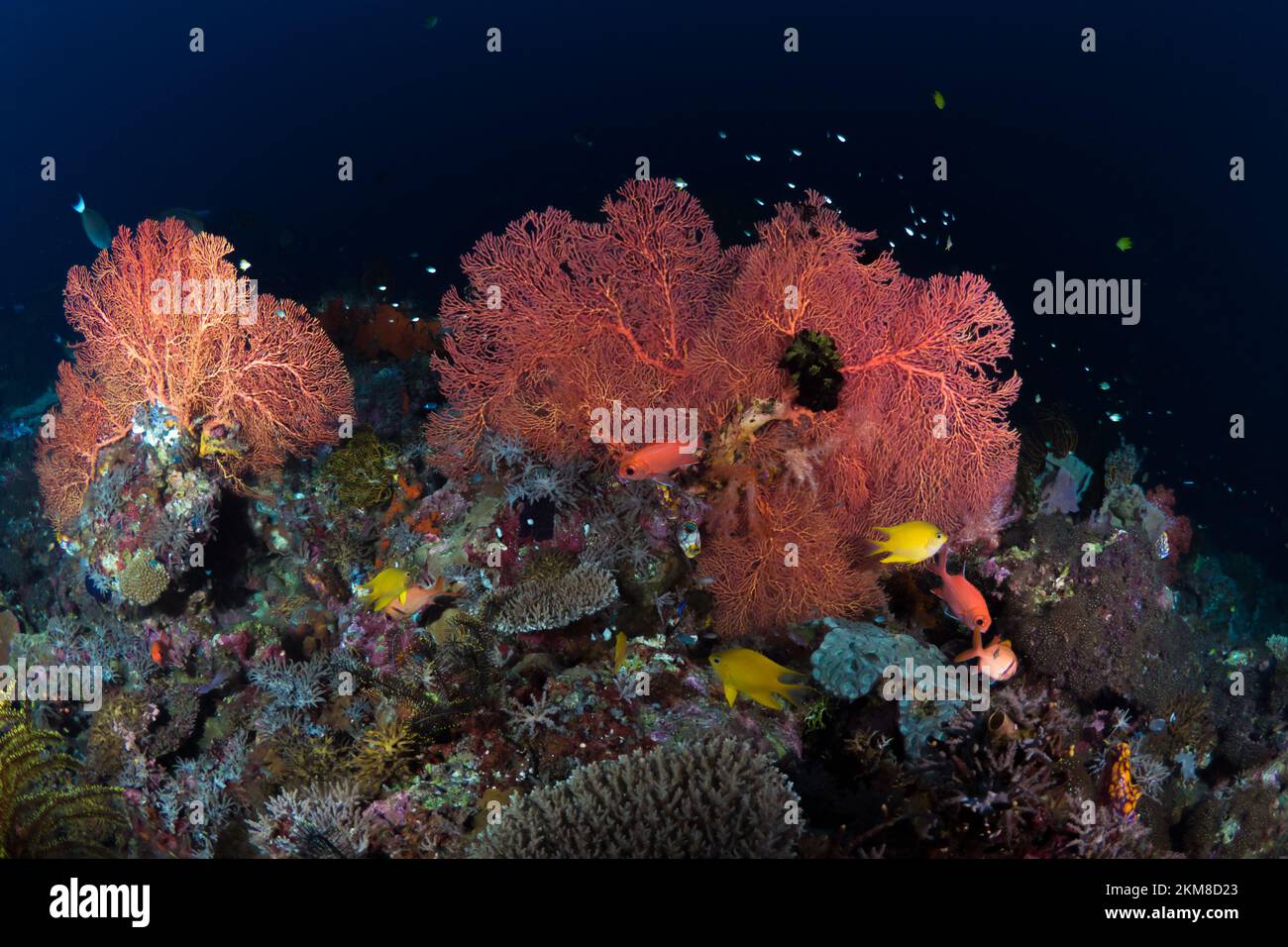 Colorful coral reef in tropical waters Stock Photo - Alamy