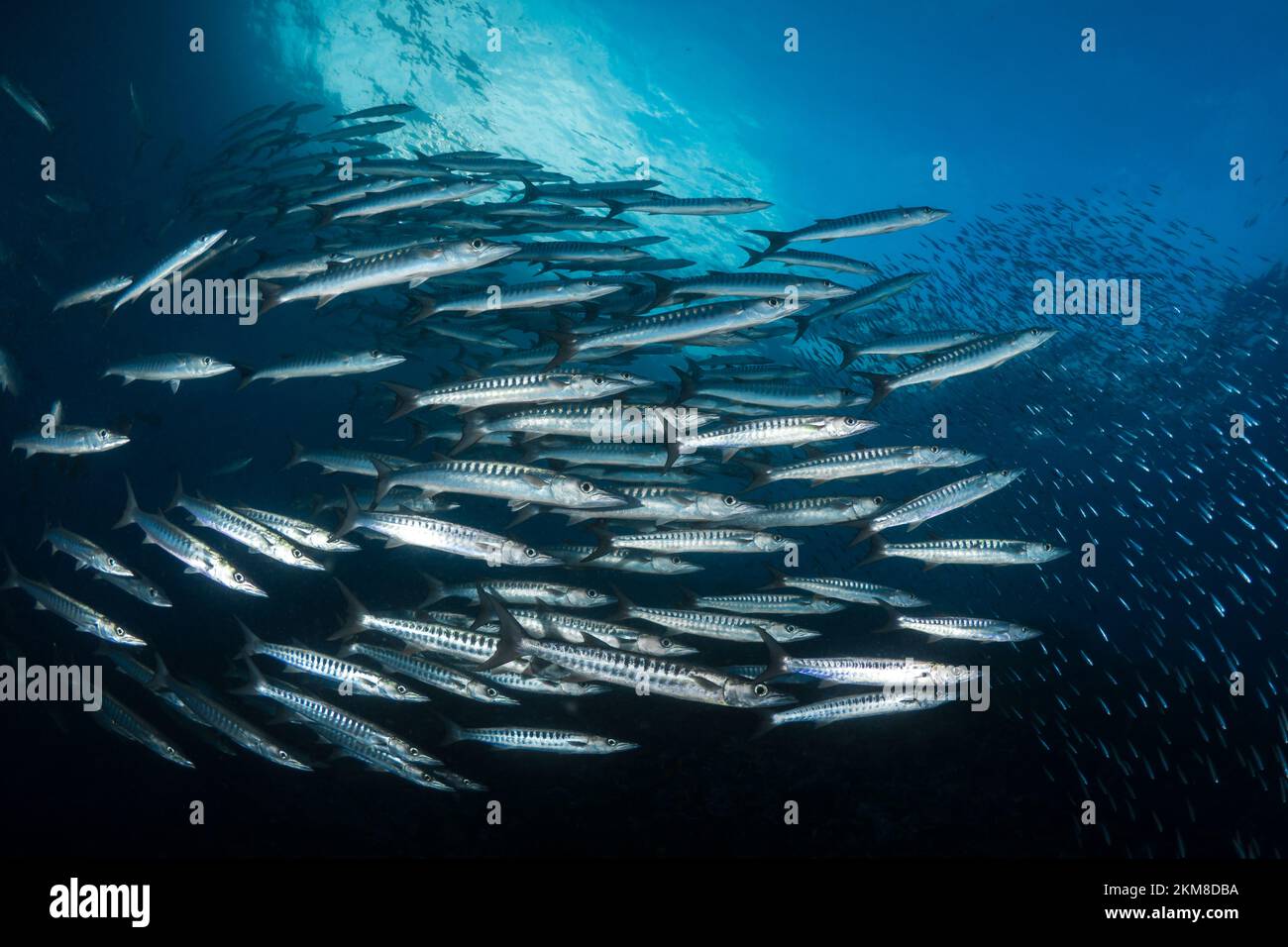 Schooling barracuda swimming above coral reef Stock Photo - Alamy