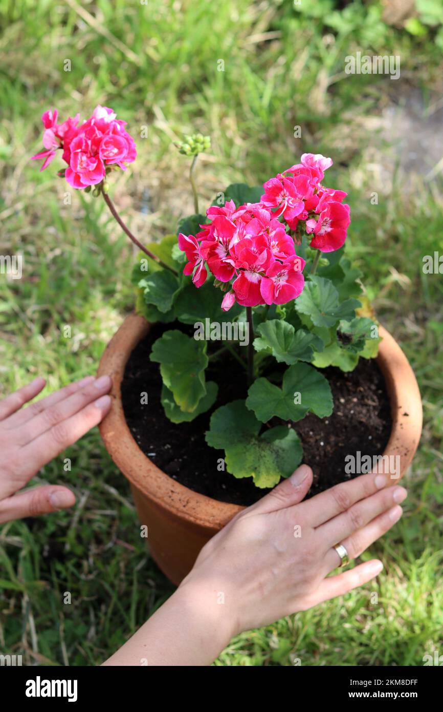Geranium plant in a pot. Close up photo of female gardener hands ...