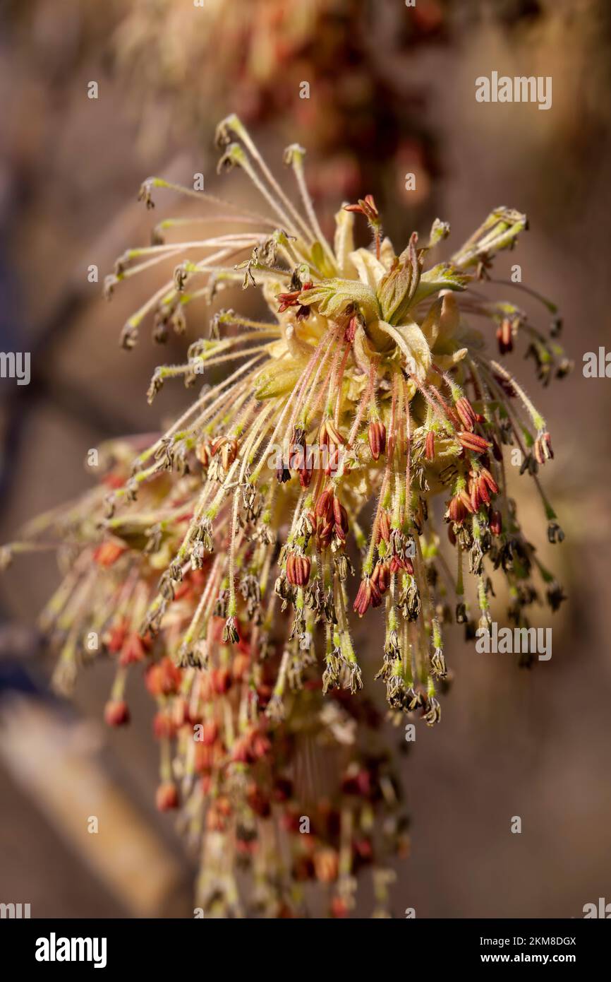 maple flower in the spring season, beautiful maple flower in the park ...