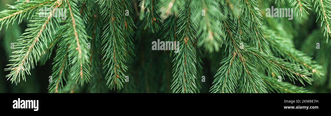 Fir tree background banner, Christmas tree branches green texture, no ...