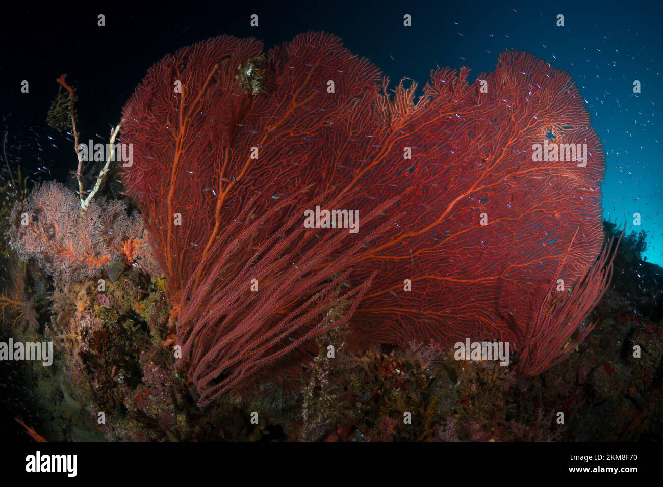 Large gorgonian Sea fan on healthy coral reef Stock Photo - Alamy