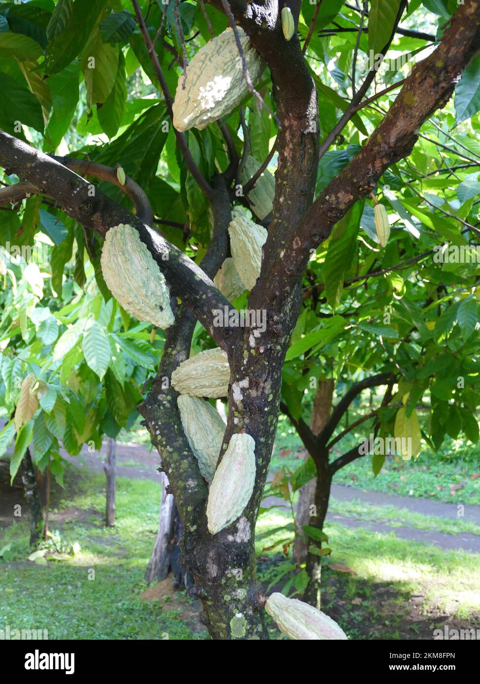 Cacao Tree in El Salvador Stock Photo - Alamy