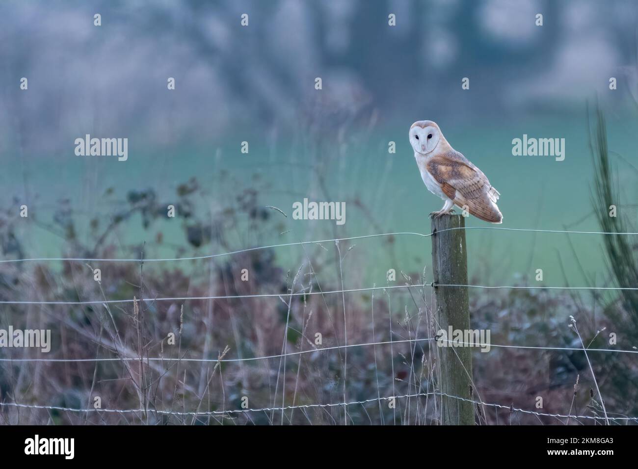 Barn owl perching on a post in the Norfolk countryside, UK Stock Photo ...