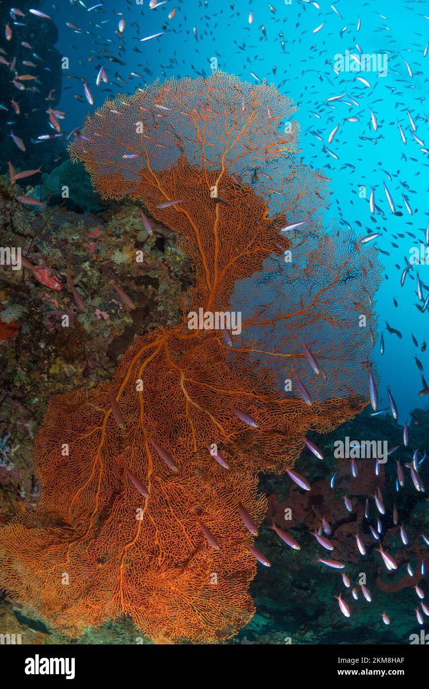 Large gorgonian Sea fan on healthy coral reef Stock Photo - Alamy