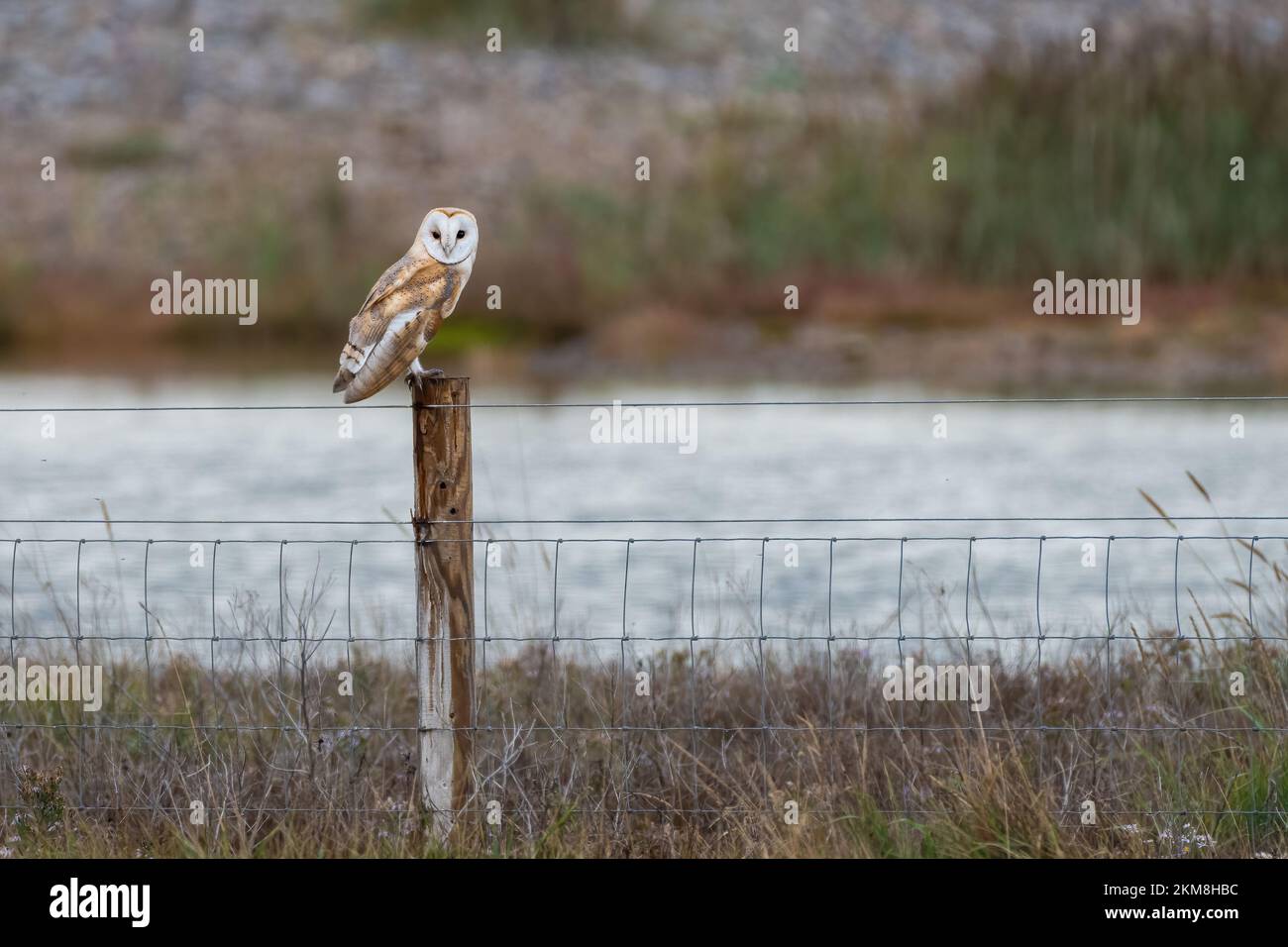 Barn owl perches on a fence post on the North Norfolk coast, UK Stock ...