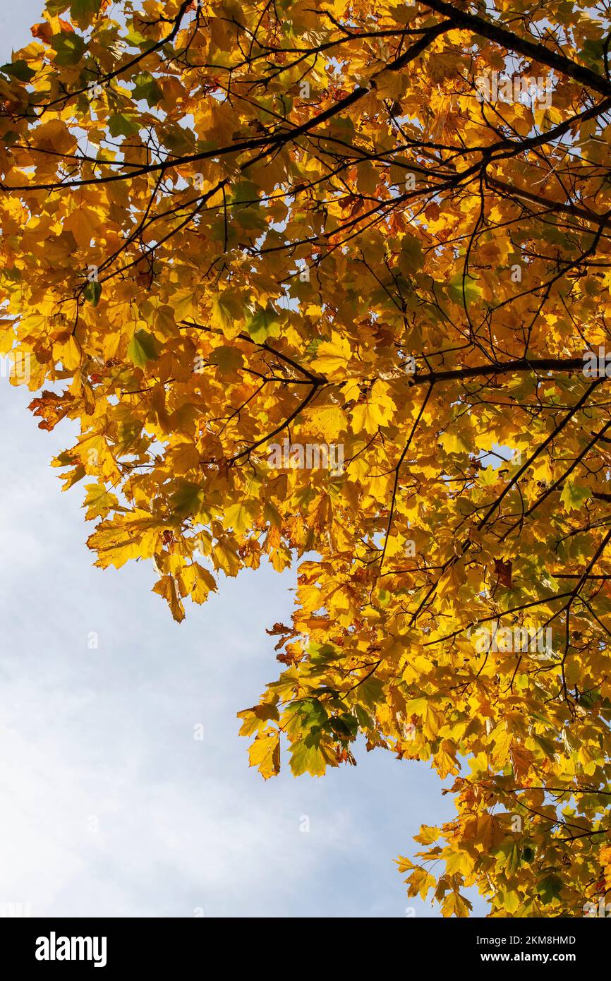 trees with orange foliage in the autumn season, sunny weather in the ...