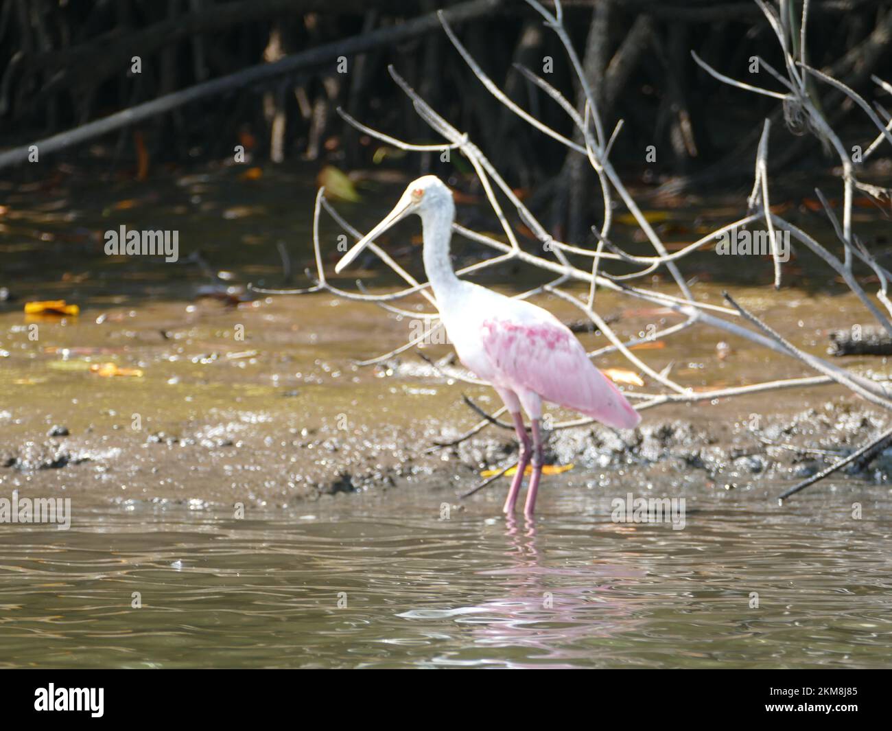Spoonbill large aquatic bird hi-res stock photography and images - Alamy